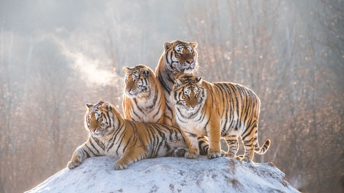 What is a Group of Tigers Called?
