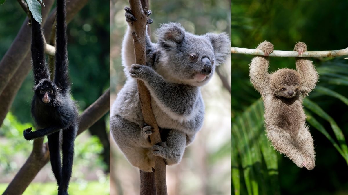 List of Top 5 Animals that Live in Trees