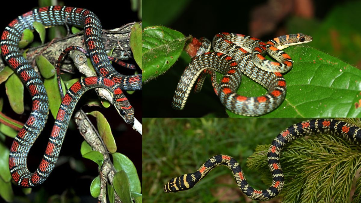 Which Snake is Called the Flying Snake in the World?