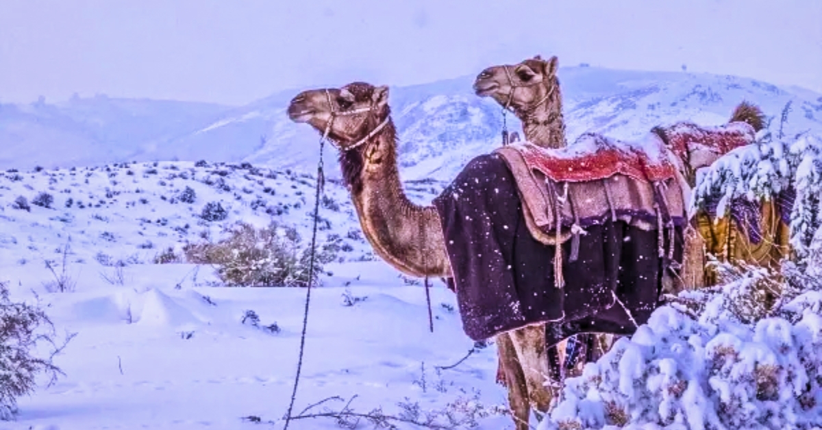Why Did Saudi Arabia Witness Snowfall in the Desert after 30 years ...