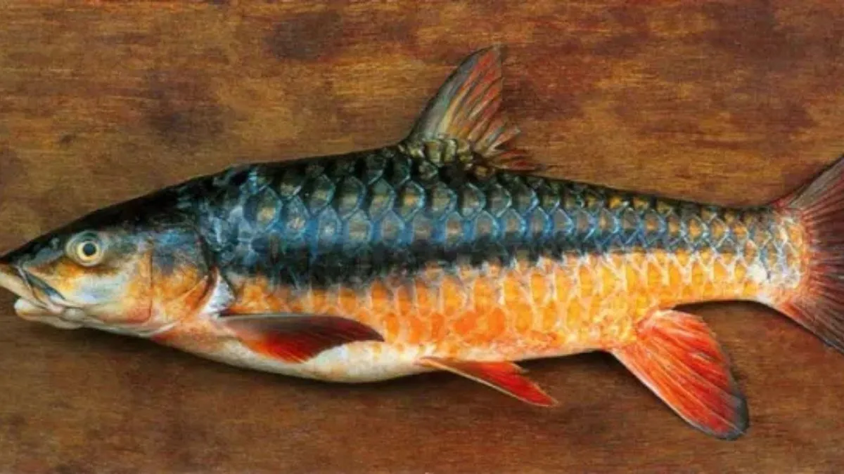 Which Fish Is Known as the King of Indian Rivers?