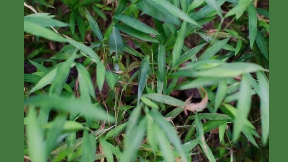 Is Your Visual Perception Snipe the Hidden Grasshopper in this Bamboo ...