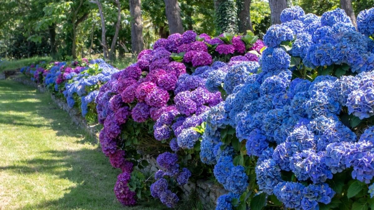Why do Hydrangea Flowers Change Colour? Know the Reasons