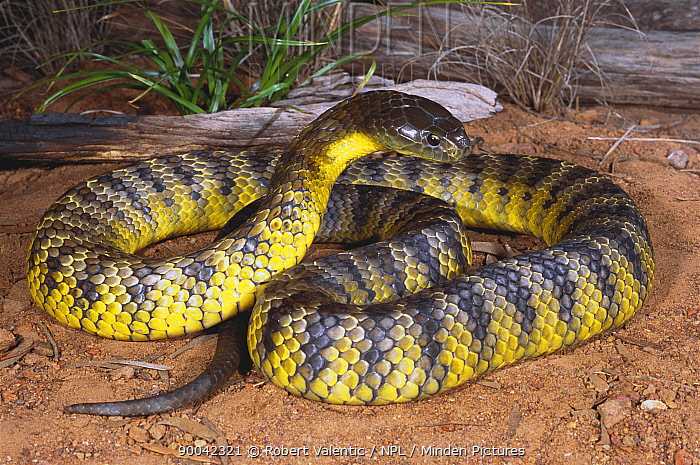 List of Top 13 Deadliest Snakes in the World