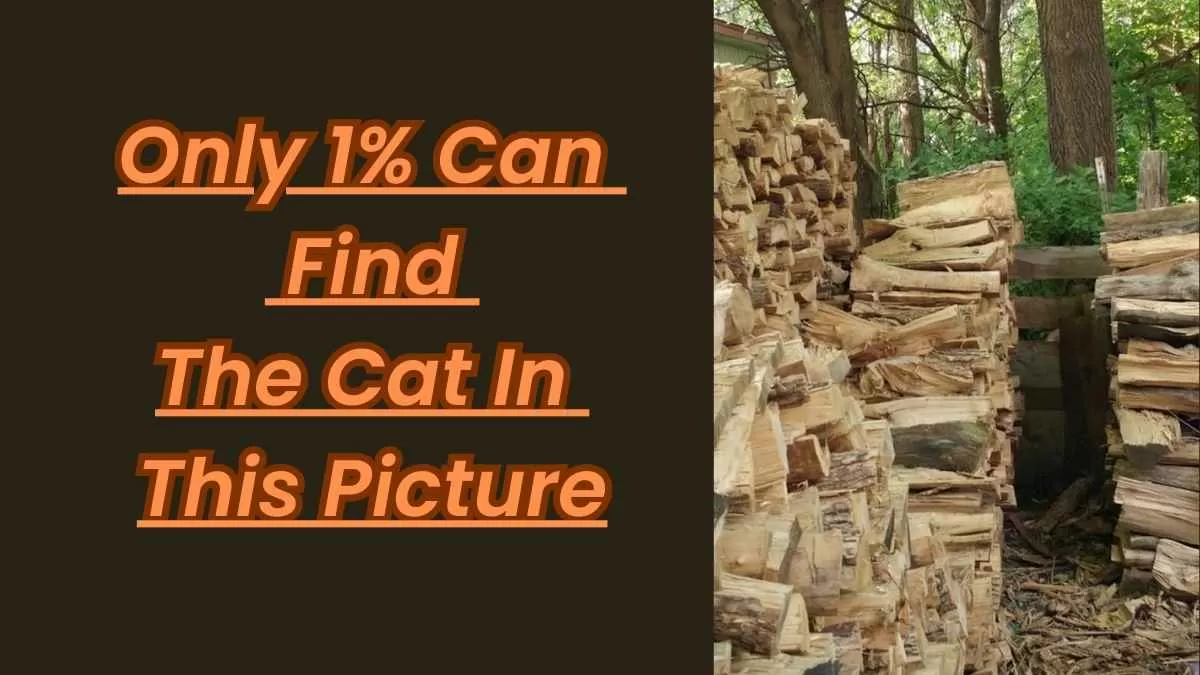 Only 1% can find the cat in this visual illusion in just 6 seconds!