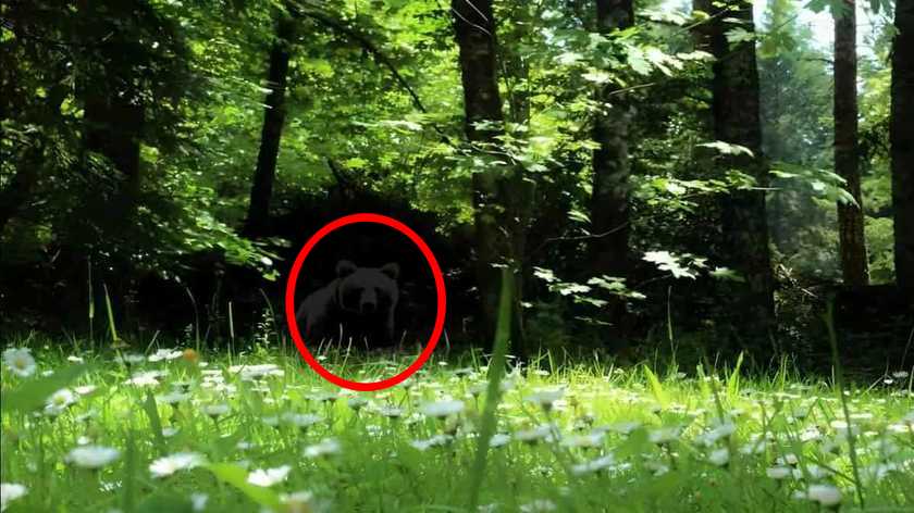 You have superior eyesight if you can spot the bear in the forest in 5 ...