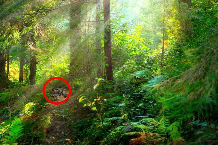Can you find the hidden snake in the forest in this mind-bending ...
