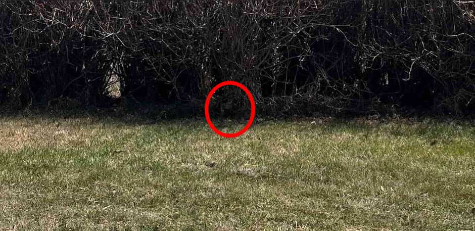 Only someone with sharp eyes and 130+ IQ can find the hidden cat in 7 ...