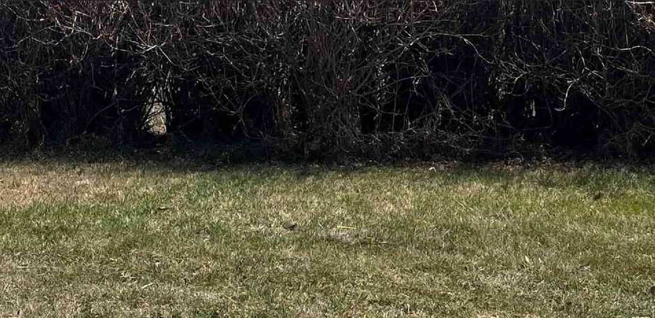 Only someone with sharp eyes and 130+ IQ can find the hidden cat in 7 ...