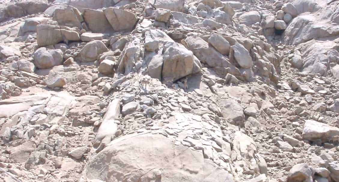 Optical Illusion: Find Four Deer in 10 Seconds!