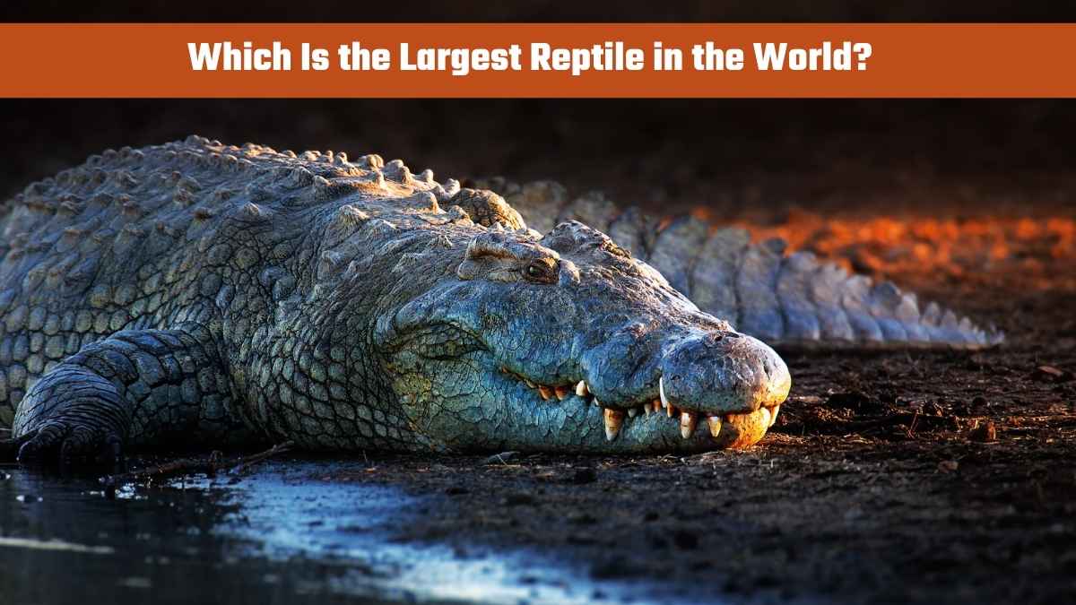 Which Is the Largest Reptile in the World?