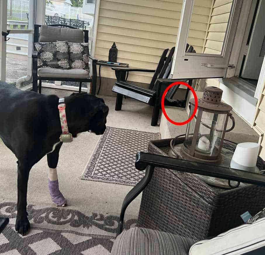 You Have the Sharpest Eyes if You Can Find the Hidden Cat in 11 Seconds!