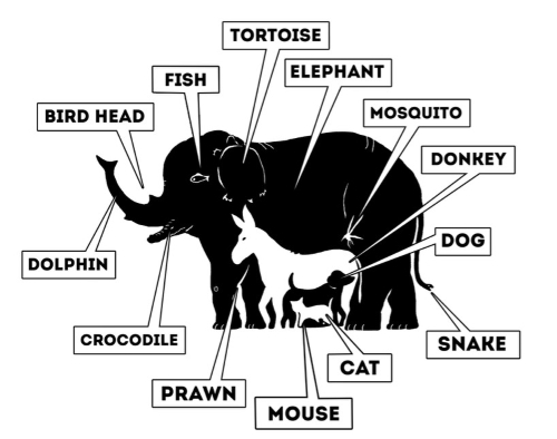 99% Failed To Find To Count, How Many Animals Are Hidden In This ...