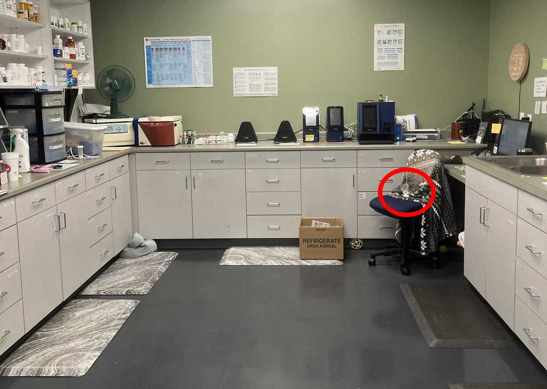 Only 5% With 20/20 Vision Can Spot the Cat in the Laboratory in 7 Seconds!