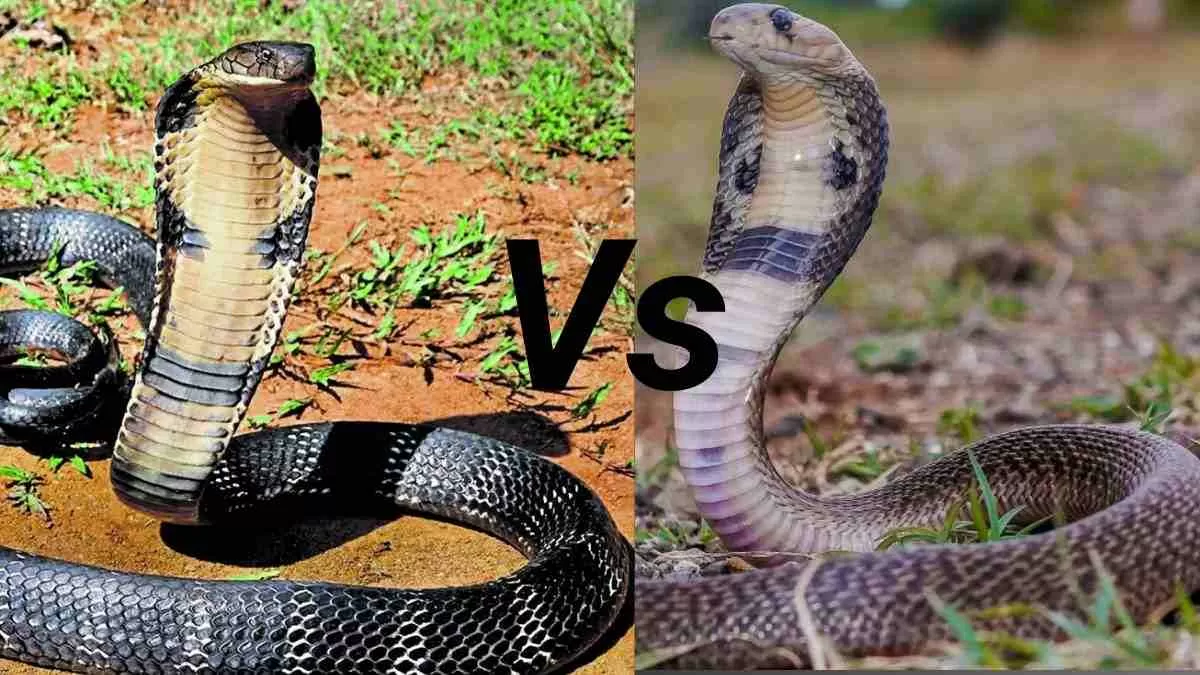 King Cobra Vs Indian Cobra Find Out The Differences In Size Venom King Cobra Vs Indian Cobra Find Out The Differences In Size Venom