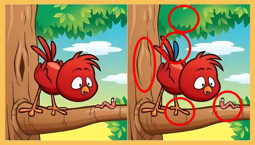 Spot 5 differences between the bird pictures in 21 seconds!