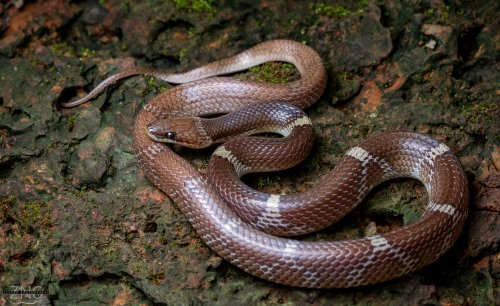 How Is The Indian Wolf Snake Different From Other Wolf Snakes?