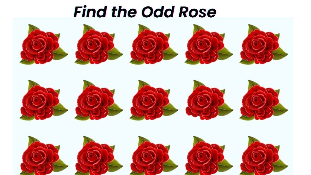 Find Out The Odd Rose: Only 1% Can Solve This Brain Teaser In Just 7 ... Find Out The Odd Rose: Only 1% Can Solve This Brain Teaser In Just 7 ...