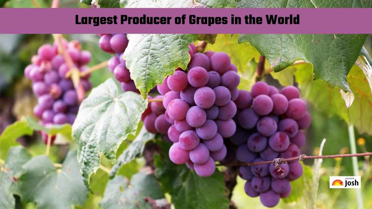 Which Country is the Largest Producer of Grapes in the World?