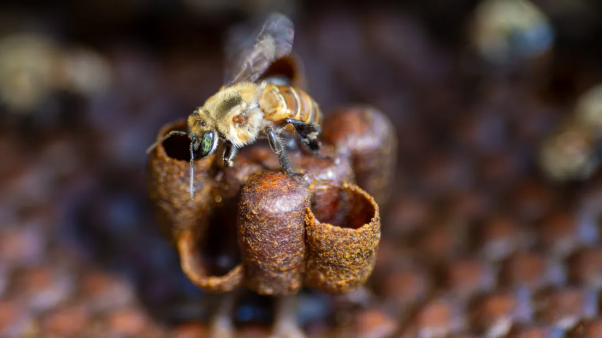 What Are Stingless Bees Nature S Gentle Pollinators And Their