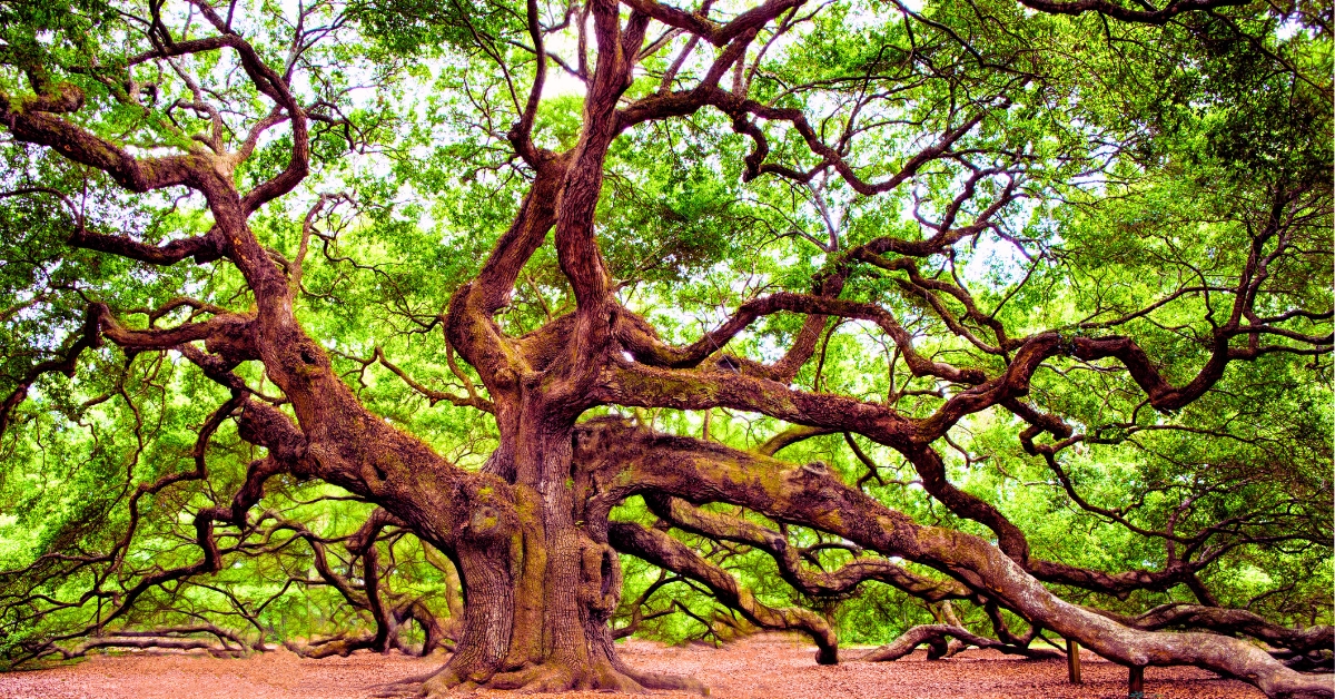 Which Tree Is Known As The Miracle Tree?
