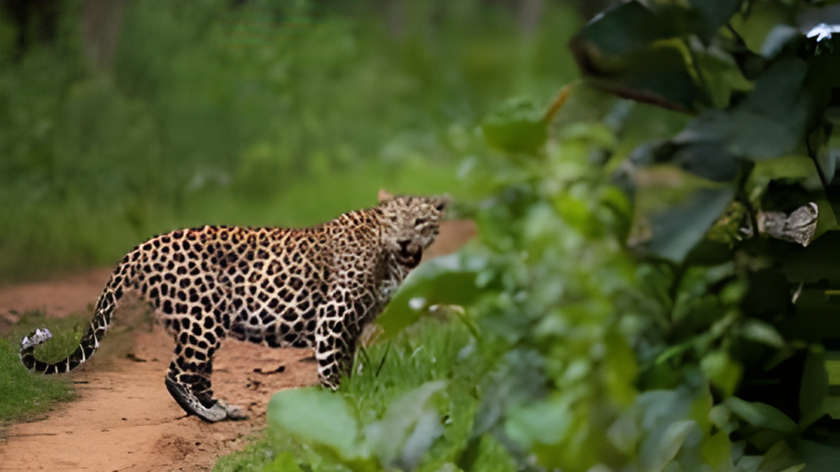 Karnataka Records First Sighting of Ultra-Rare ‘Sandalwood Leopard’