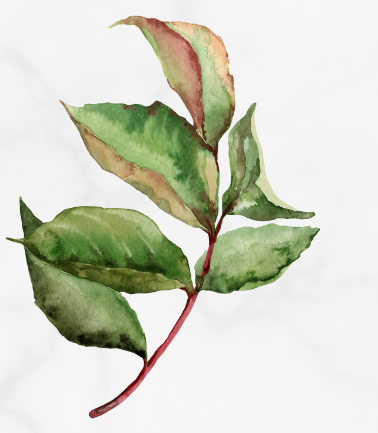 Personality Test: Pick a Leaf to Discover Your Hidden Strength