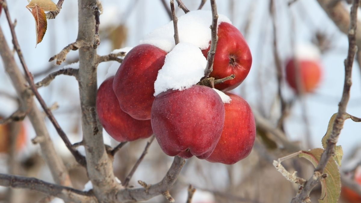 List of Fruits Grown In the Winter Season