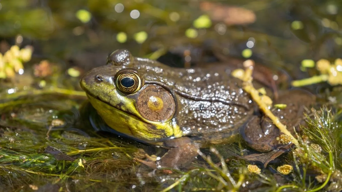 List of Animals Who Don't Sleep