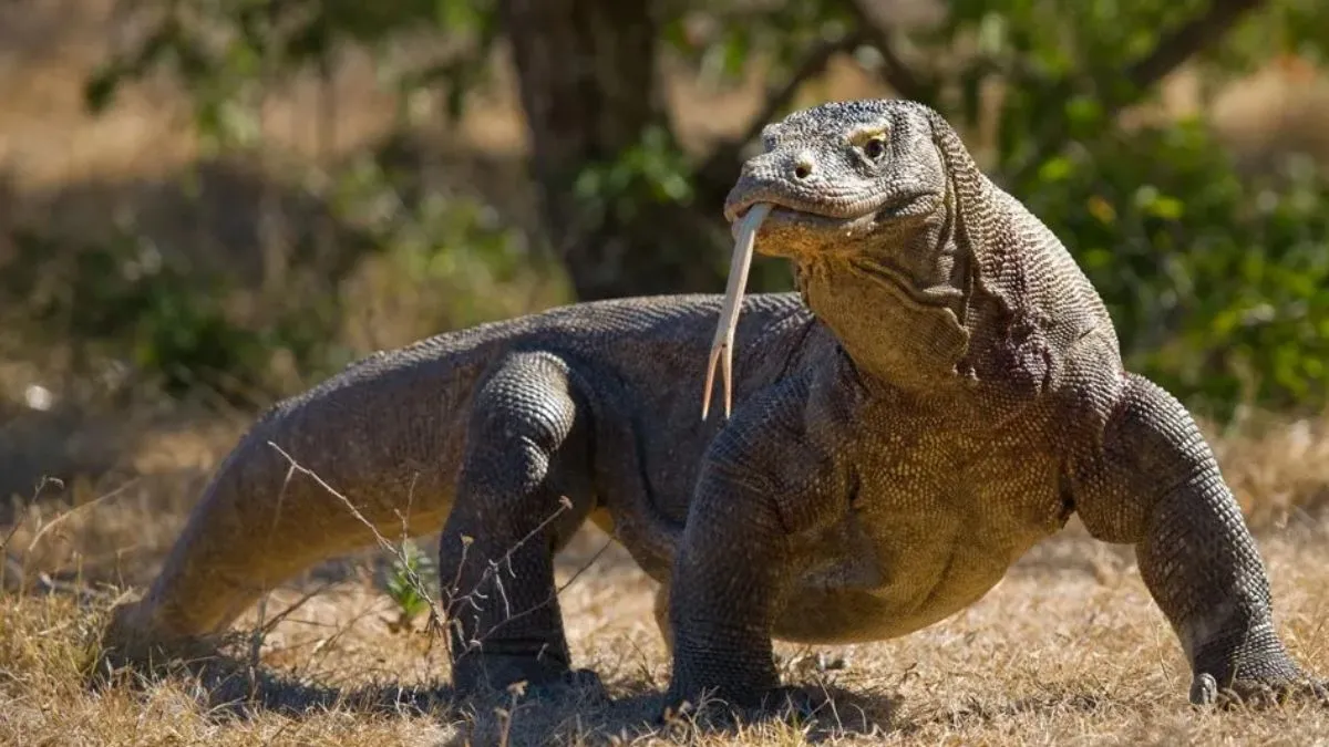 What is the Fear of Reptiles Called?