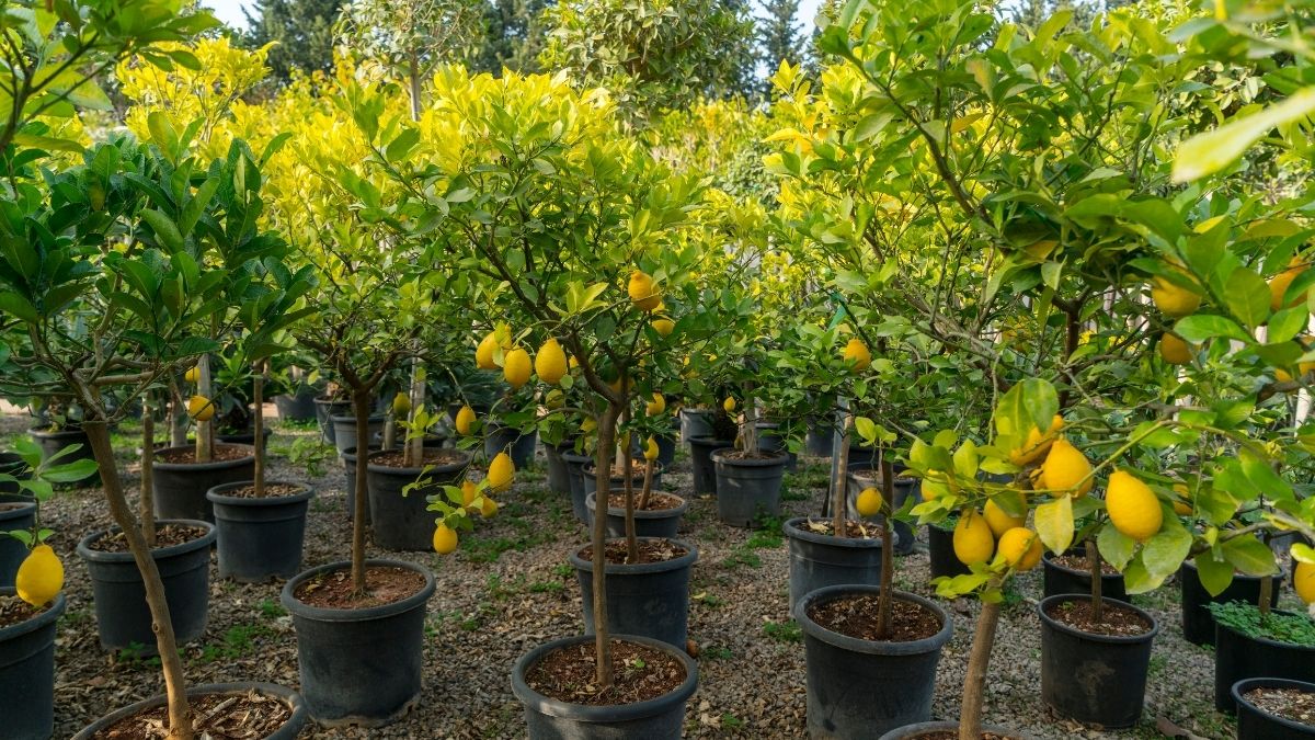 What is the Scientific Name of Lemon?