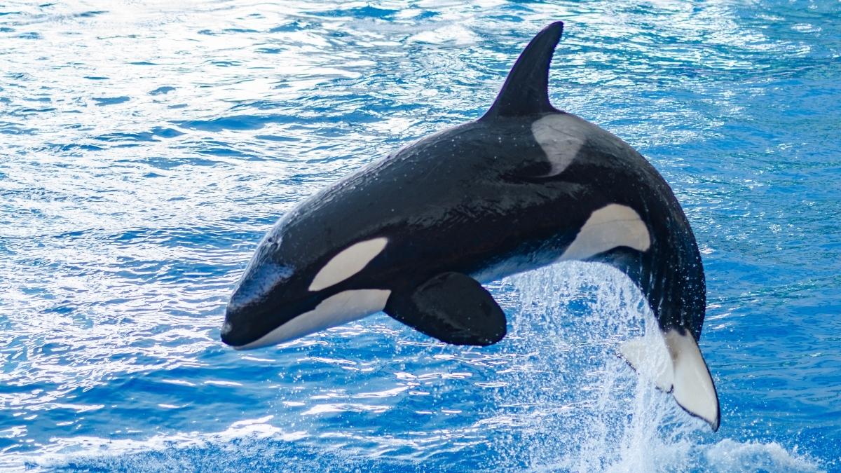 List of Animals Who Don't Sleep