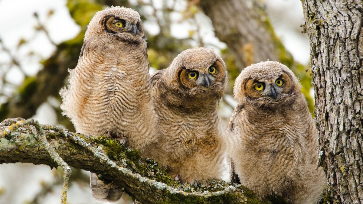 What is a Group of Owls Called?