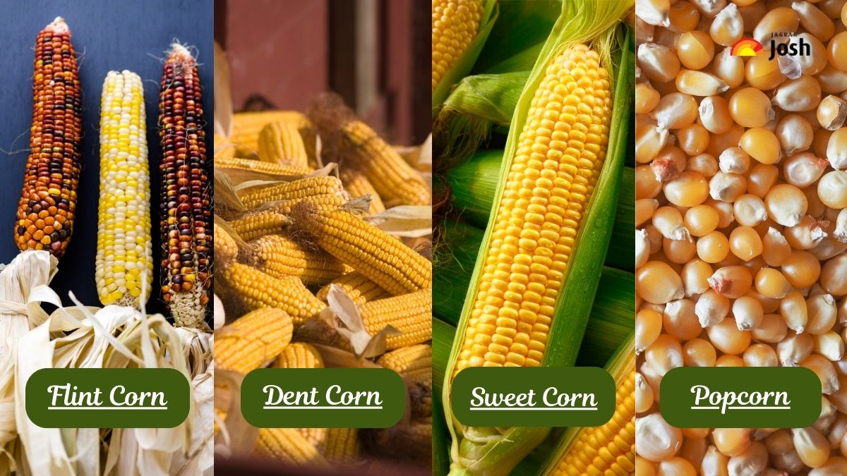What is the Scientific Name of Corn?