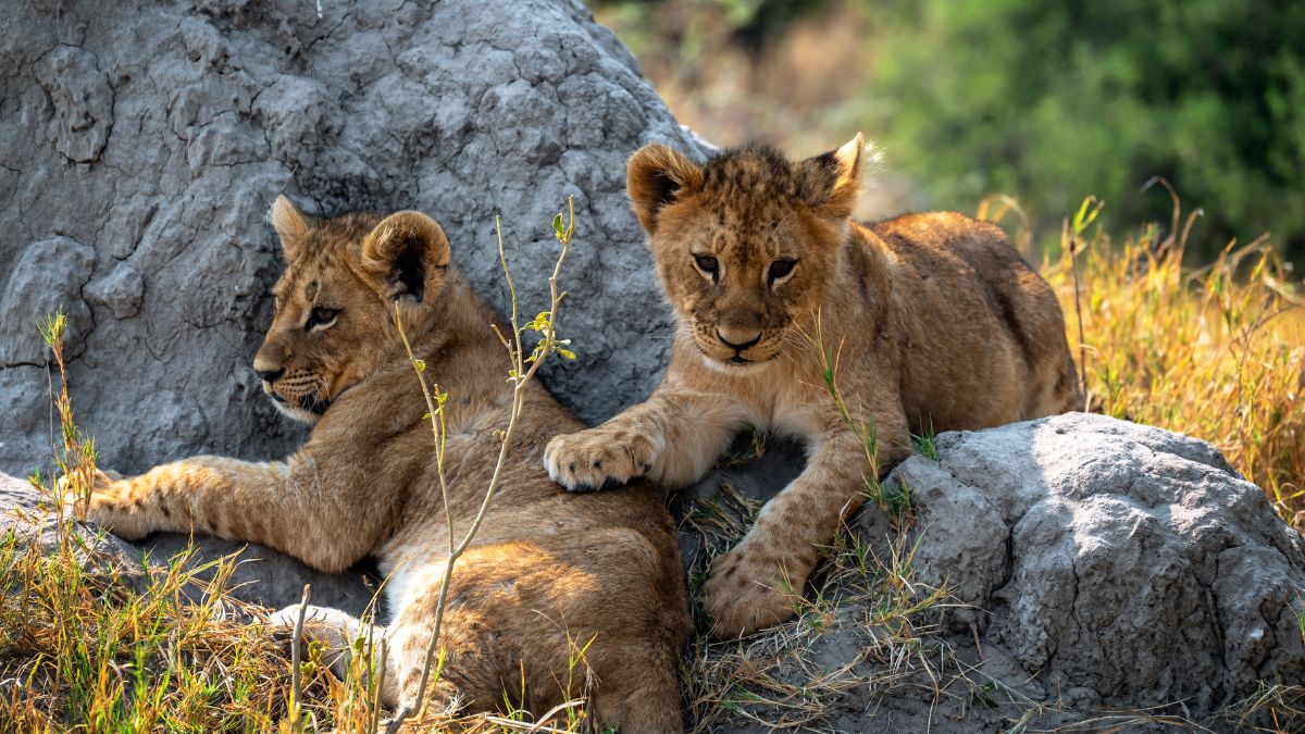 Gir National Park Is Famous for Which Species?