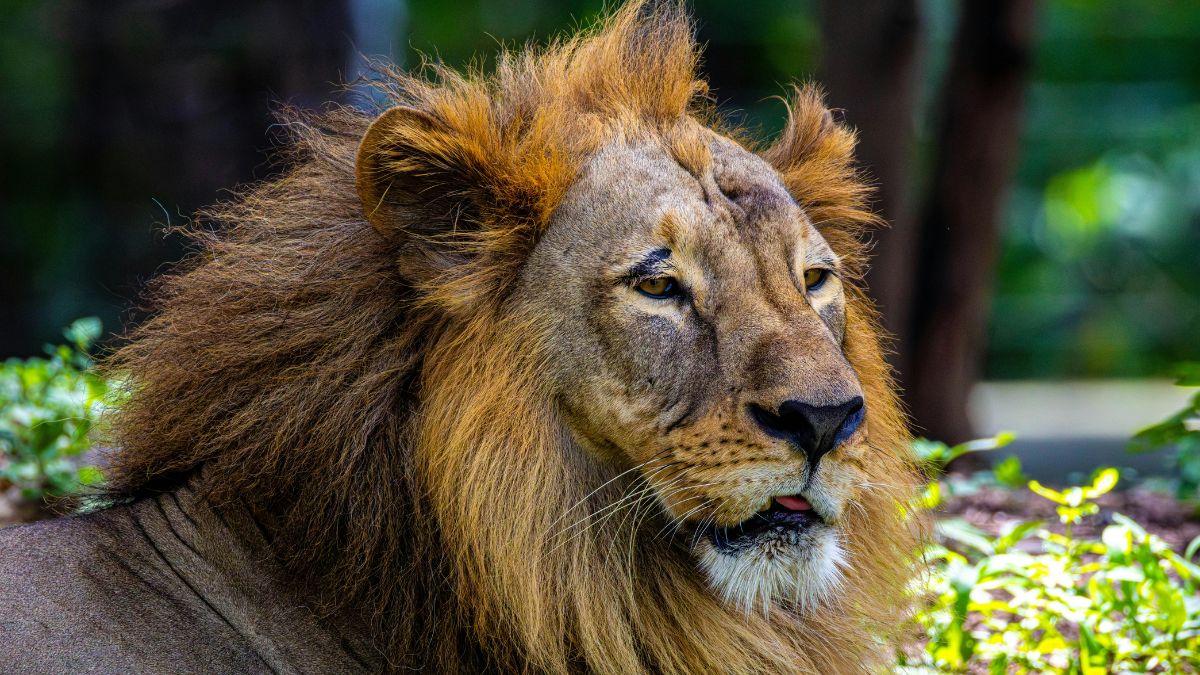 Gir National Park Is Famous for Which Species?