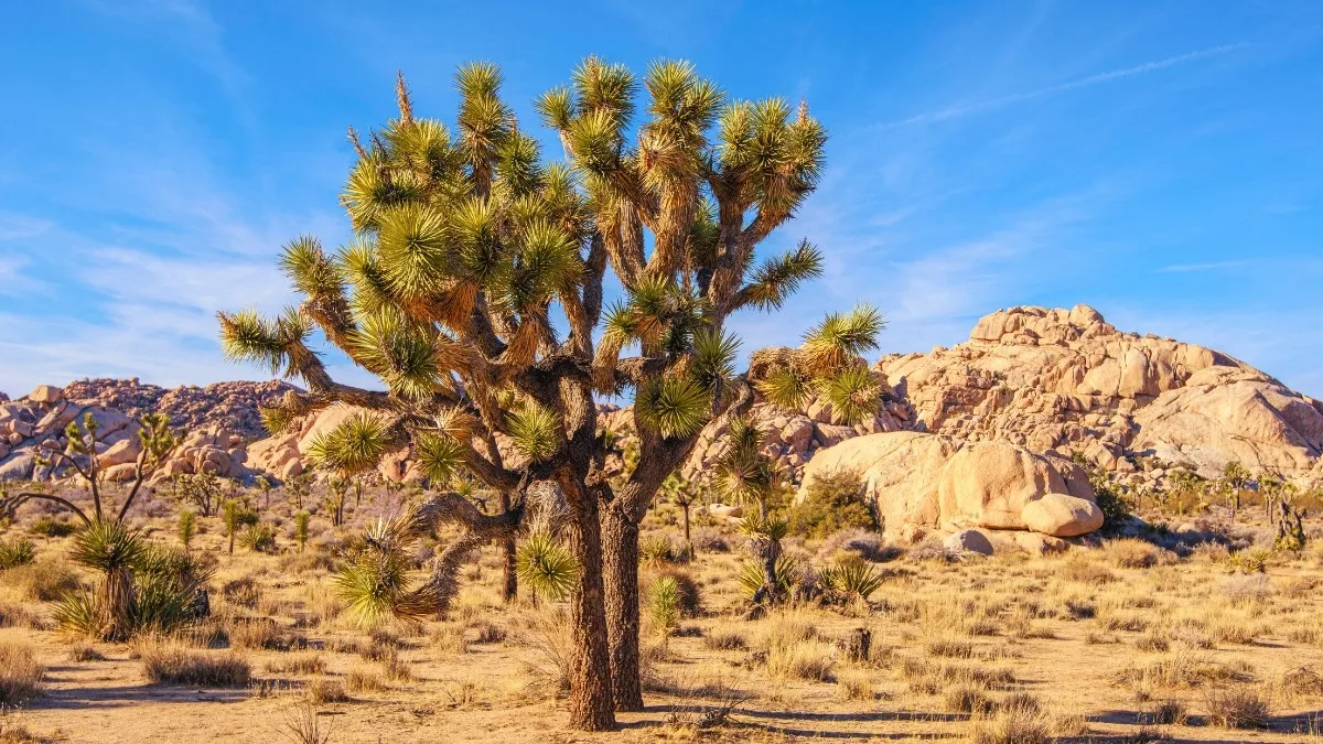 What are the 4 Main Deserts in the U.S.?
