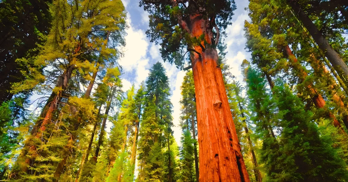 Which Tree Is Known As The 'Father of the Forest'?