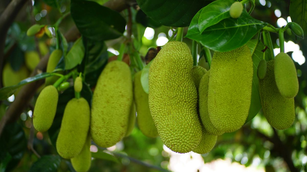 Top 10 Jackfruit Producing Countries in the World