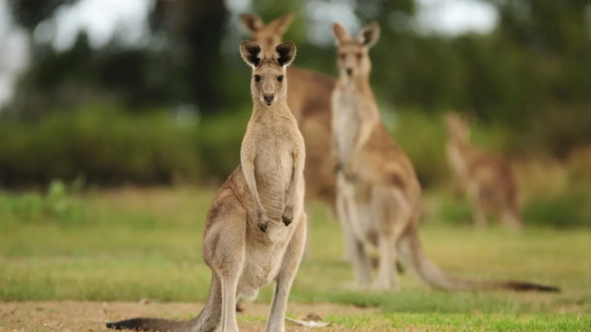 What is a Group of Kangaroos Called?