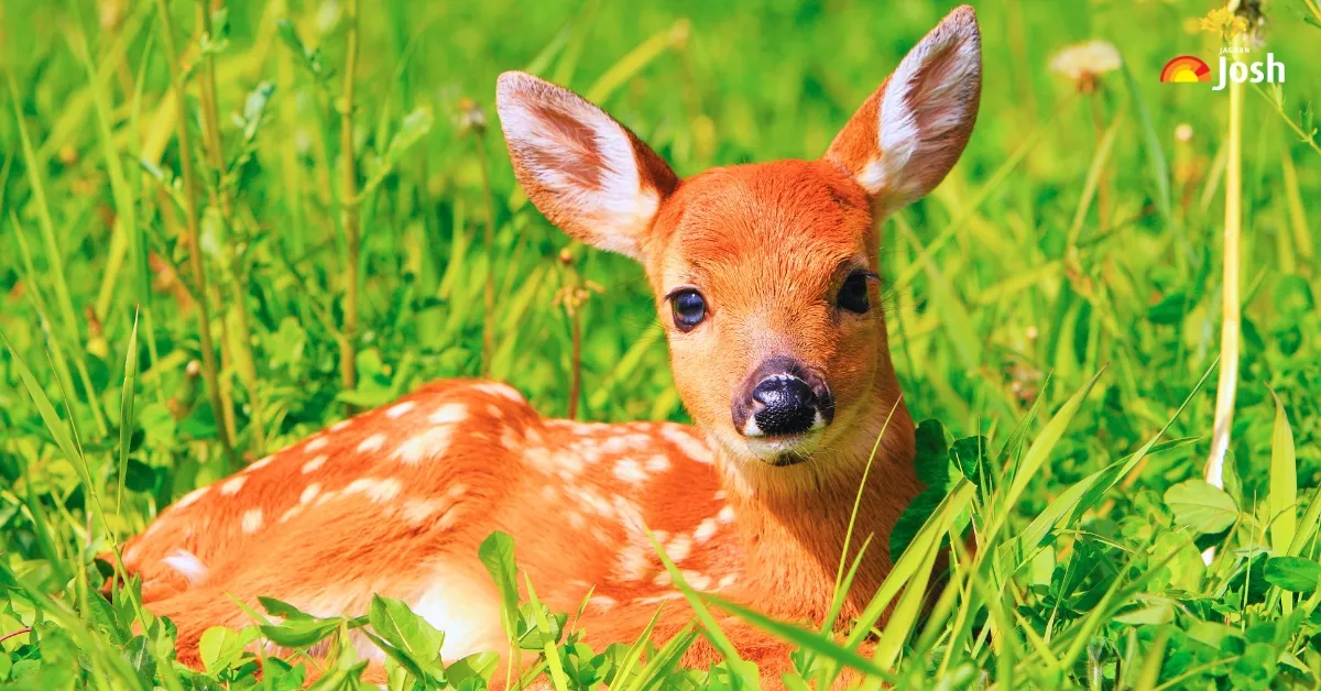 What Is A Baby Deer Called?