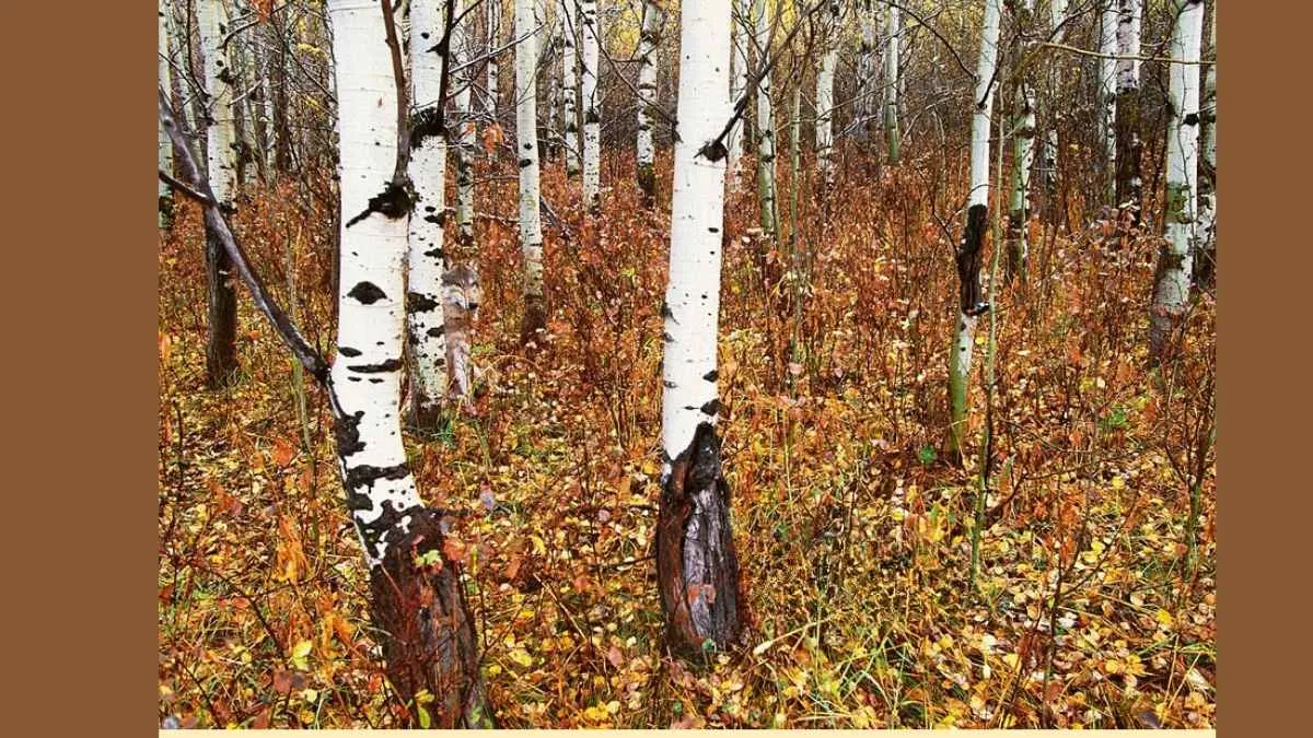 Test Your Deep Vision by Spotting the Hidden Animal in this Forest ...