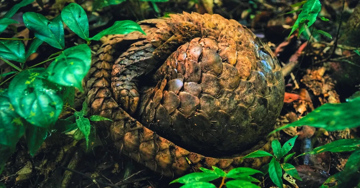 Which Animal Is Called The Guardian Of The Forest?