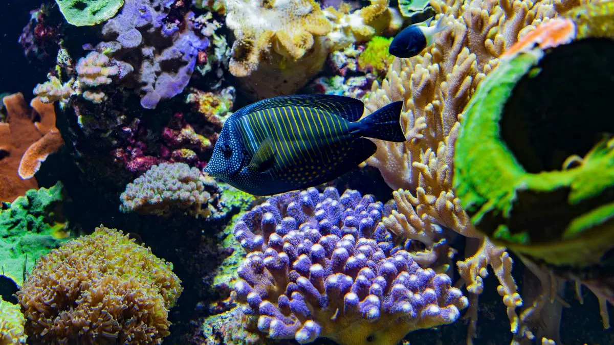 Which Is the Largest Coral Reef in the World?