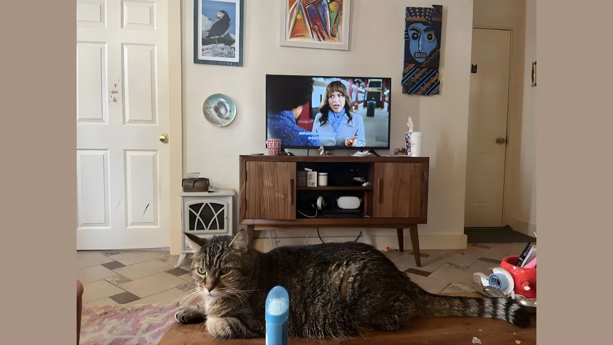 Only Sharp Eyes Can Spot Another Cat Other Than a Tabby Cat