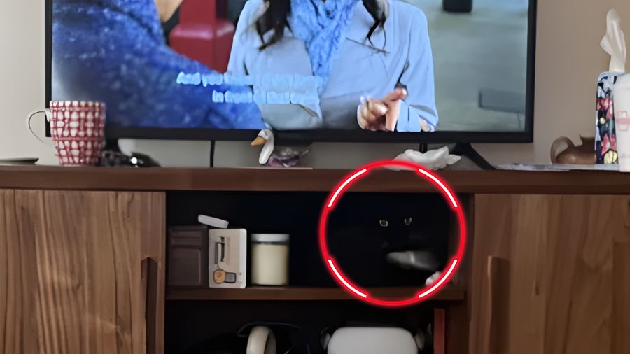 Only Sharp Eyes Can Spot Another Cat Other Than a Tabby Cat