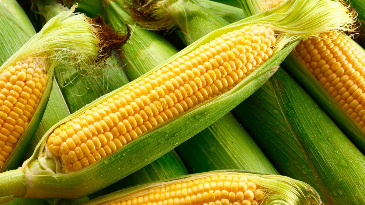 Which Country is the Largest Producer of Corn in the World?