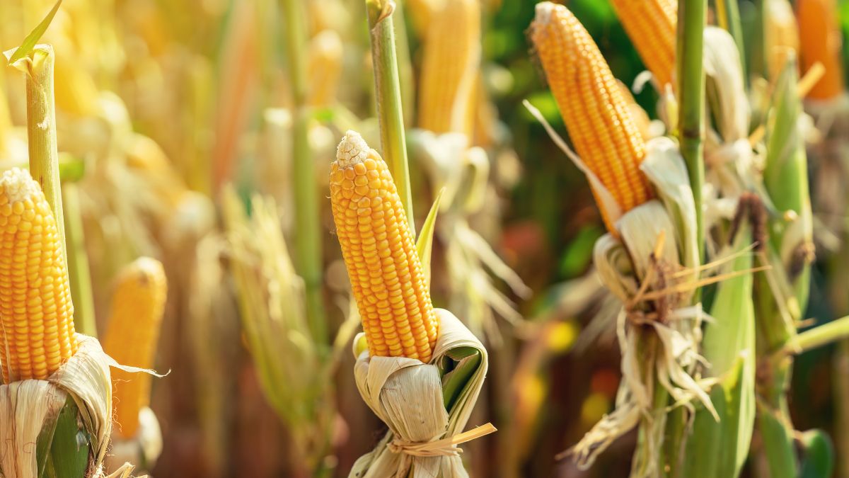 Which Country is the Largest Producer of Corn in the World?