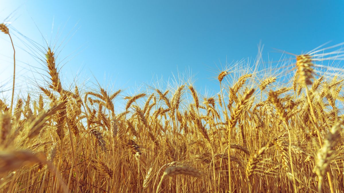 Which Country Is the Largest Producer of Barley in the World?