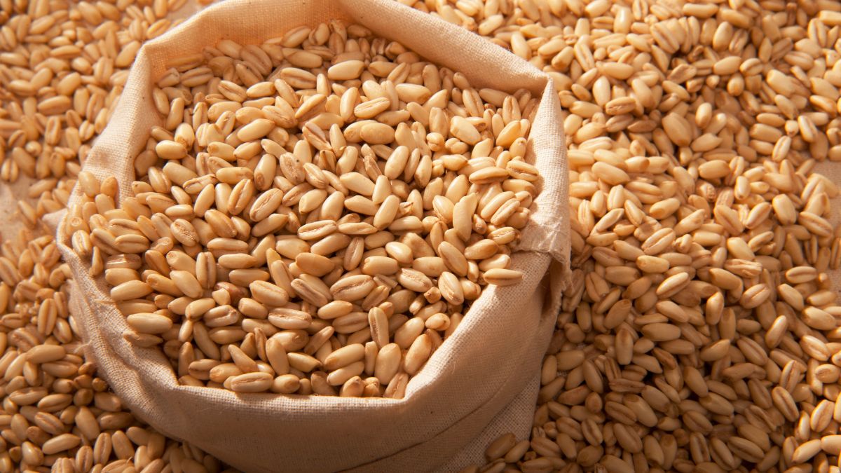 Which Country Is the Largest Producer of Barley in the World?